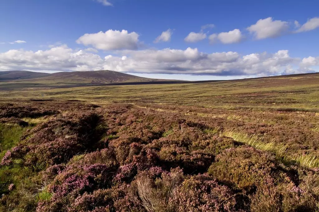 Komunidad sa tanom, Ecoregion, Grassland, Plain, Groundcover, Shrubland, Cumulus, Field, Prairie, Tundra,