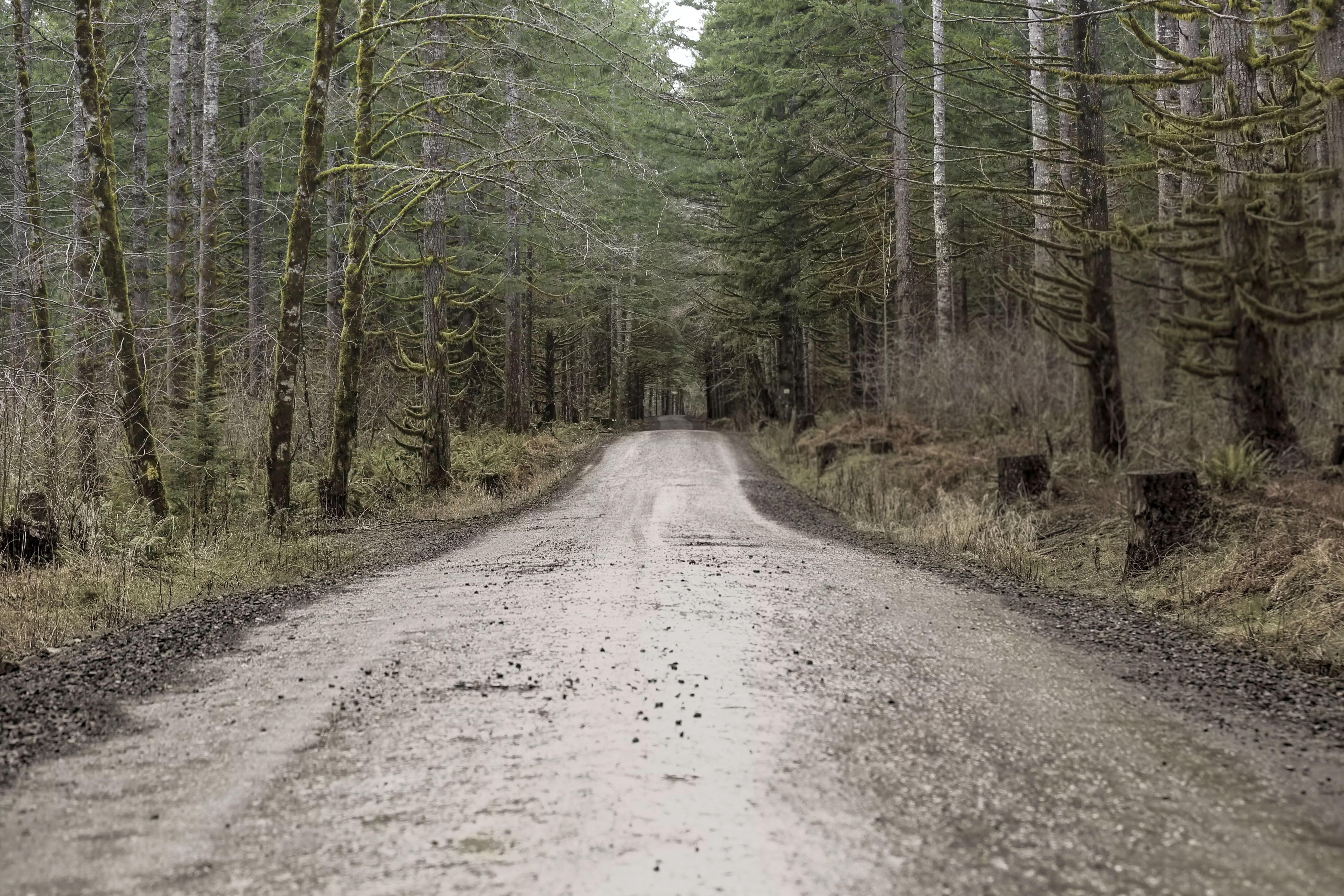 Strada sterrata, Albero, Strada, Ambiente naturale, Foresta, Strada transitabile, Paesaggio naturale, Sentiero, Sentiero, Bioma,