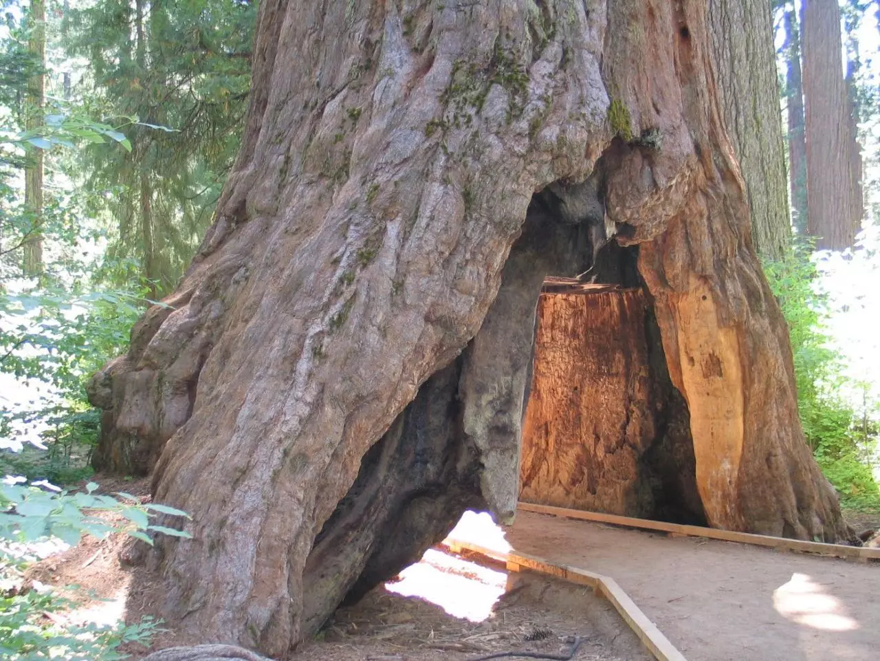 Calaveras Tunnel Tree rip